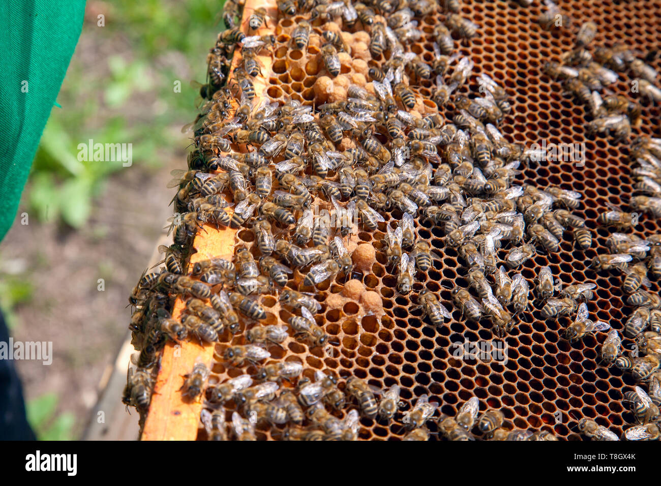 Frames of a beehive. Busy bees inside the hive with open and sealed ...