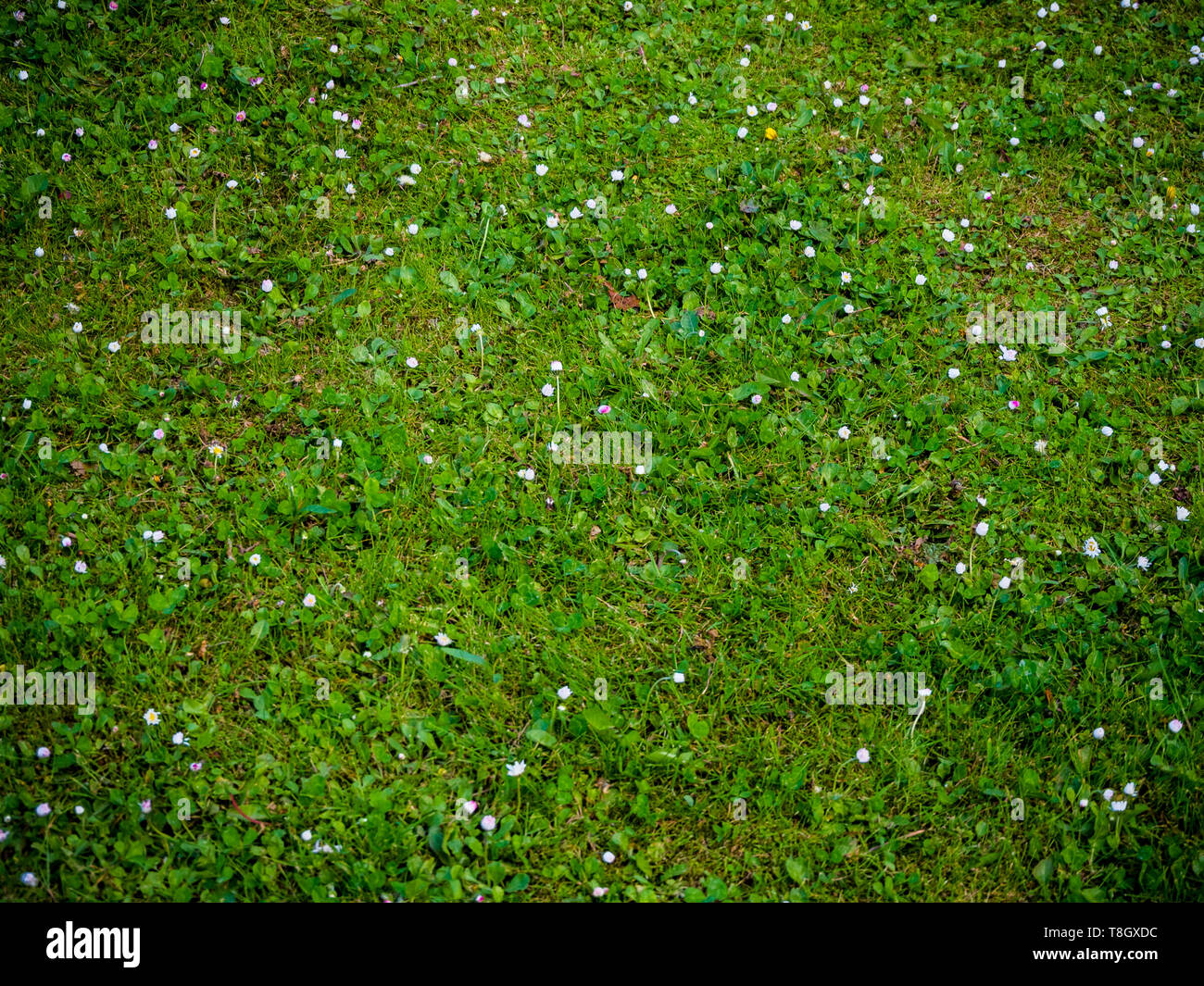 texture and background of grass with small flowers Stock Photo - Alamy