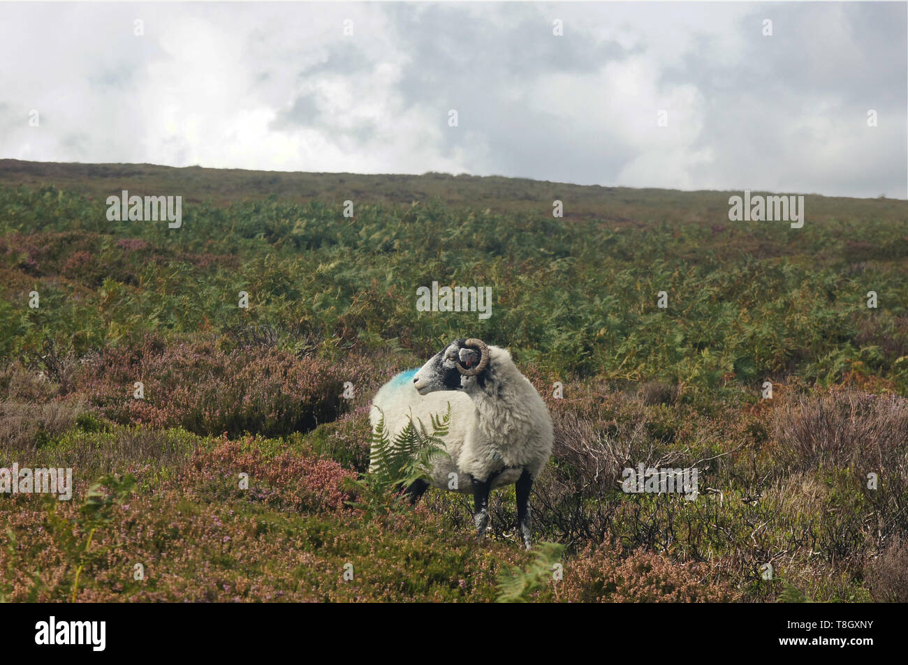 Single ram hi-res stock photography and images - Alamy