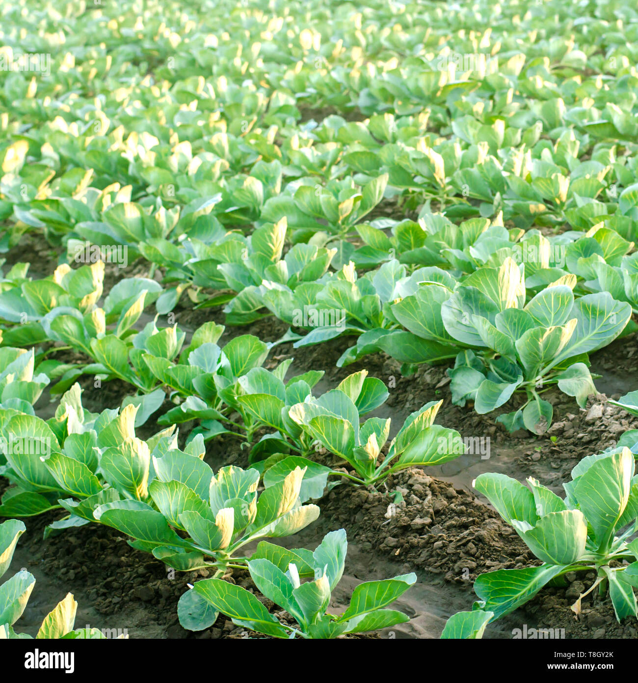 cabbage plantations grow in the field. vegetable rows. farming ...