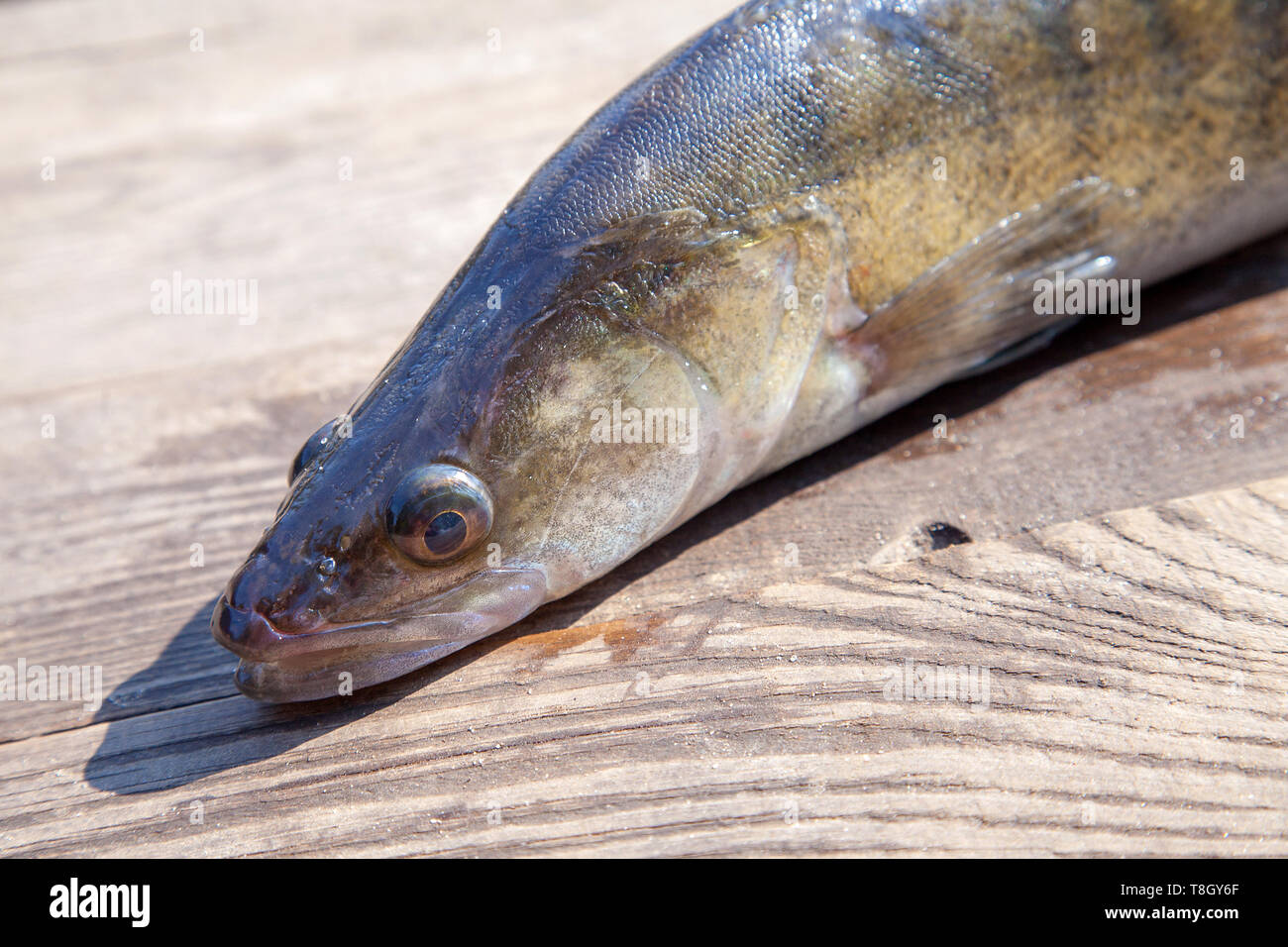 Perch catch hi-res stock photography and images - Alamy