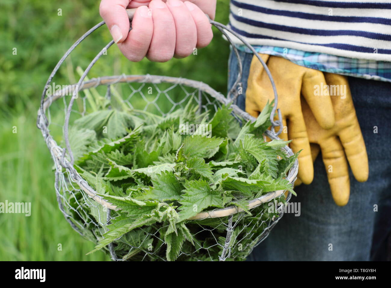 Nettles basket hand hi-res stock photography and images - Alamy