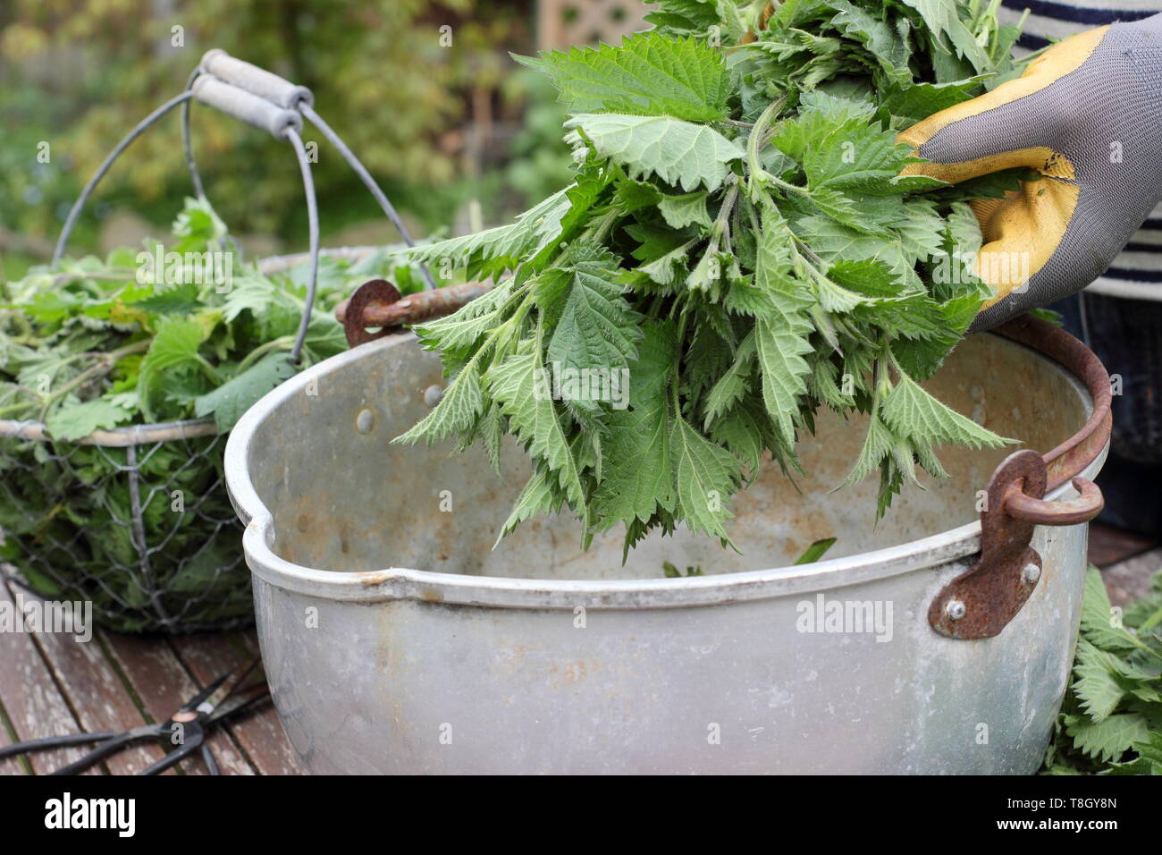 Nettle fertiliser step by step hi-res stock photography and images - Alamy
