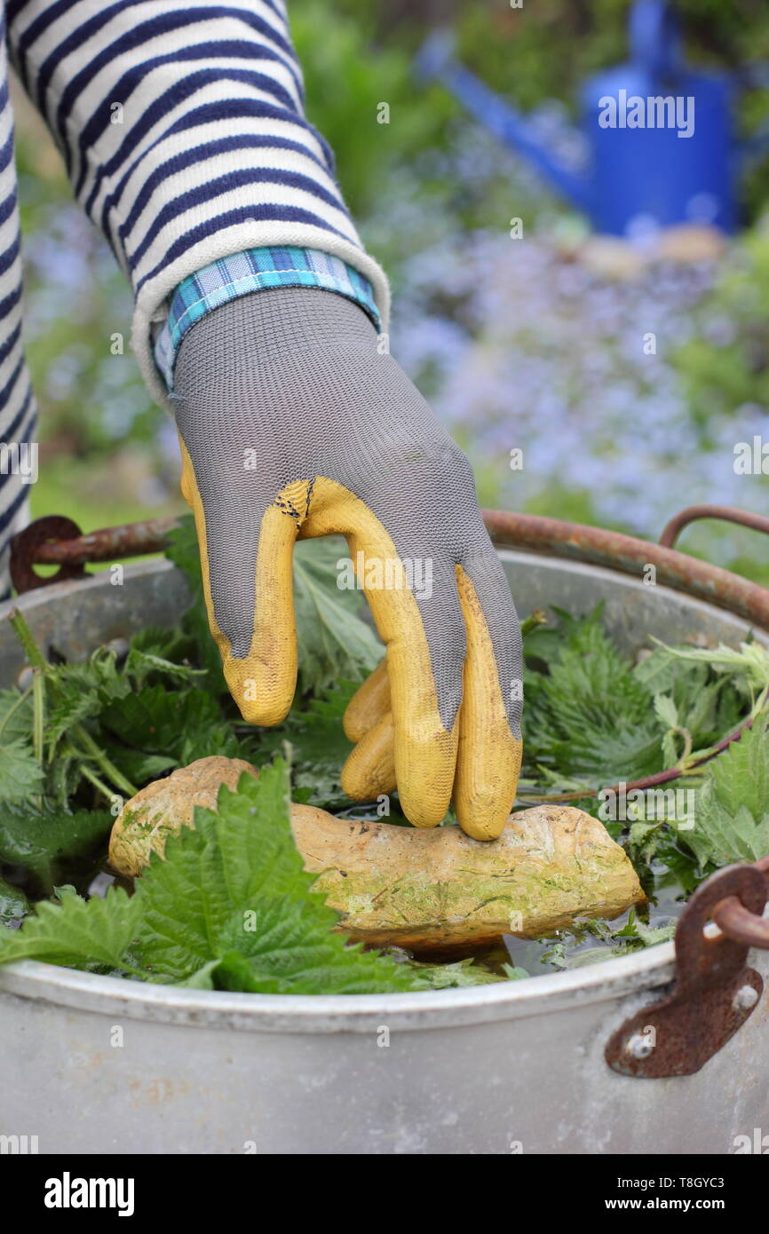 Urtica dioica. Making nettle fertiliser step by step. Using a stone to ...