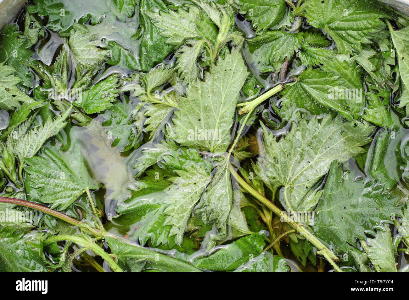Nettles rotting hi-res stock photography and images - Alamy