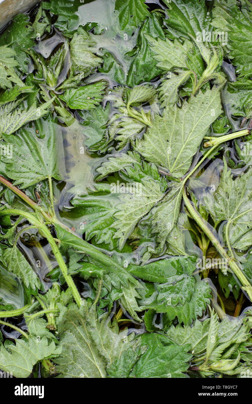 Urtica dioica. Stinging nettles submerged in water to make liquid plant ...