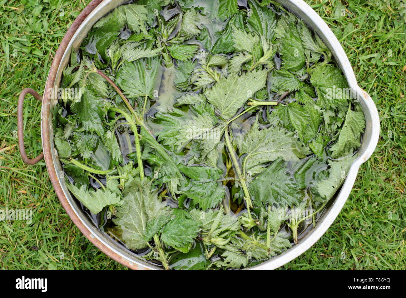 Urtica dioica. Stinging nettles submerged in water to make liquid plant ...