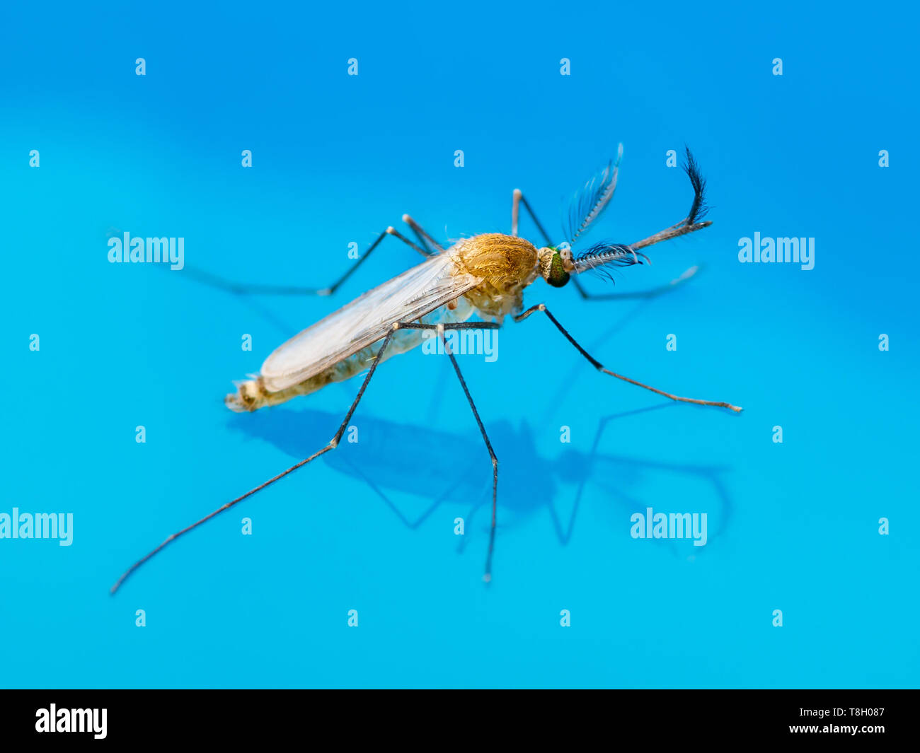 Mosquito water hi-res stock photography and images - Alamy