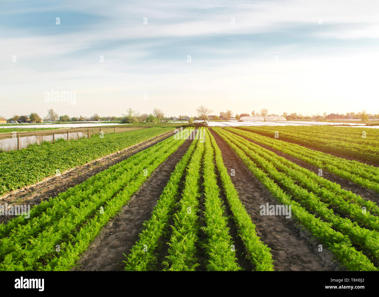Beautiful view of a carrot plantation growing in a field. Organic ...