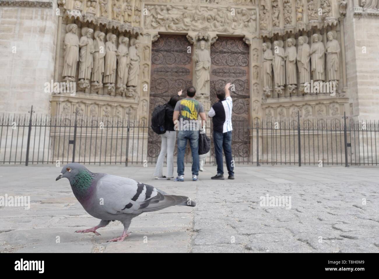 France, Paris, Pigeon in front of Notre Dame de Paris Stock Photo - Alamy