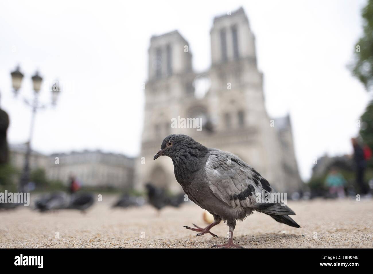France, Paris, Pigeon in front of Notre Dame de Paris Stock Photo - Alamy