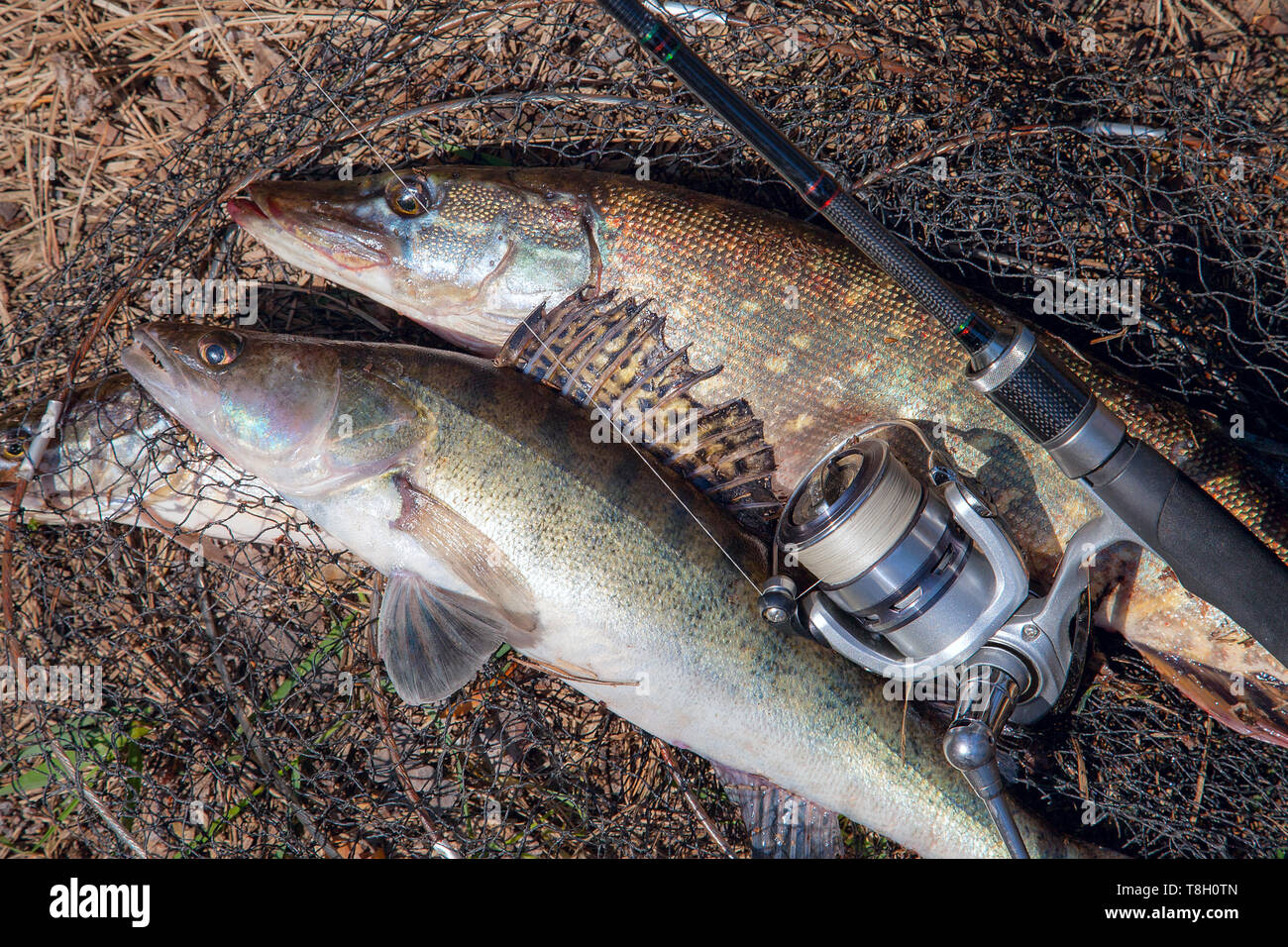 Fishing concept, trophy catch - big freshwater zander fish know as ...