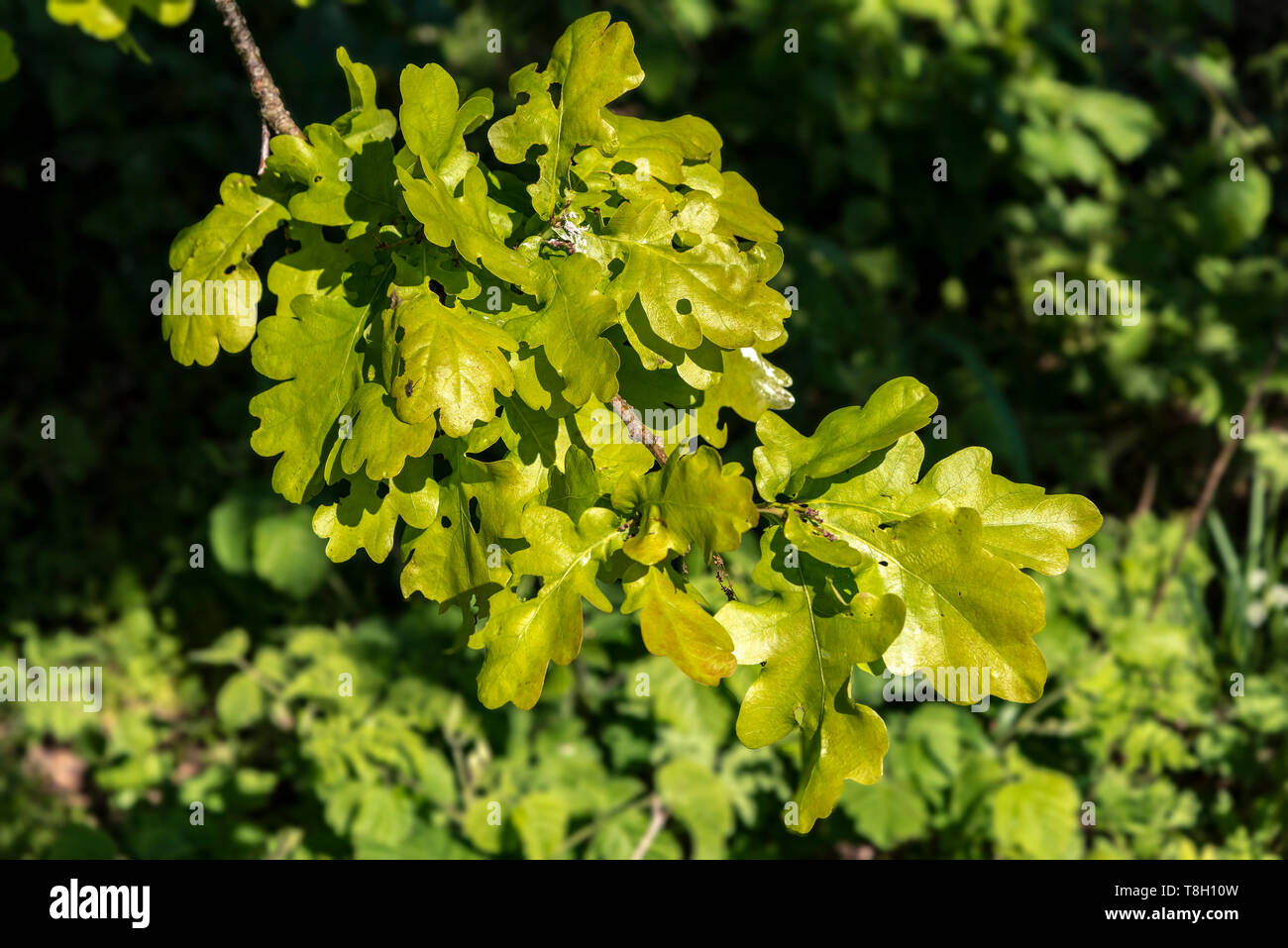 Oak Leaves High Resolution Stock Photography and Images - Alamy