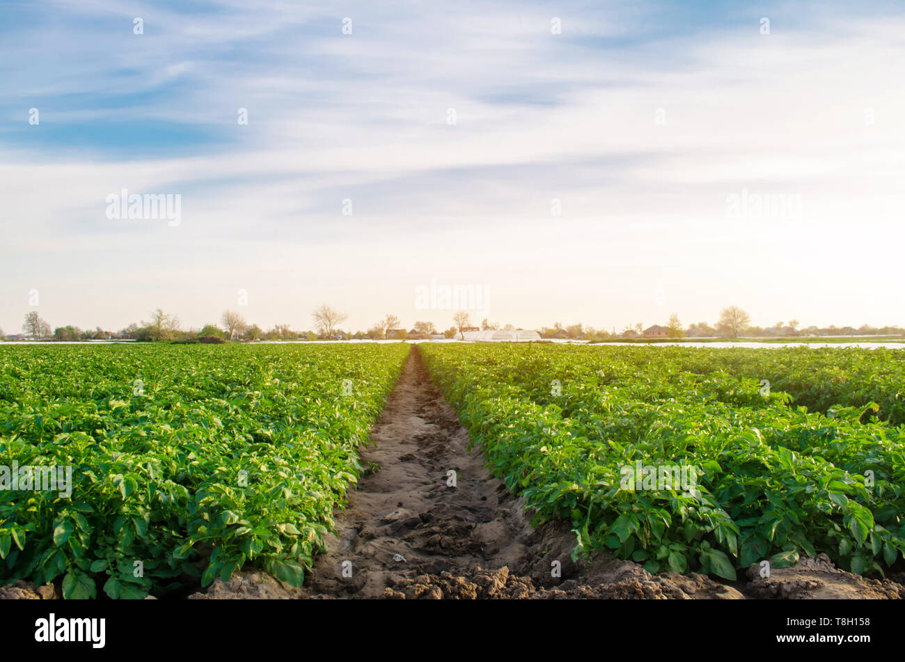 Beautiful view of the rural farm. Potato plantations are growing in the ...