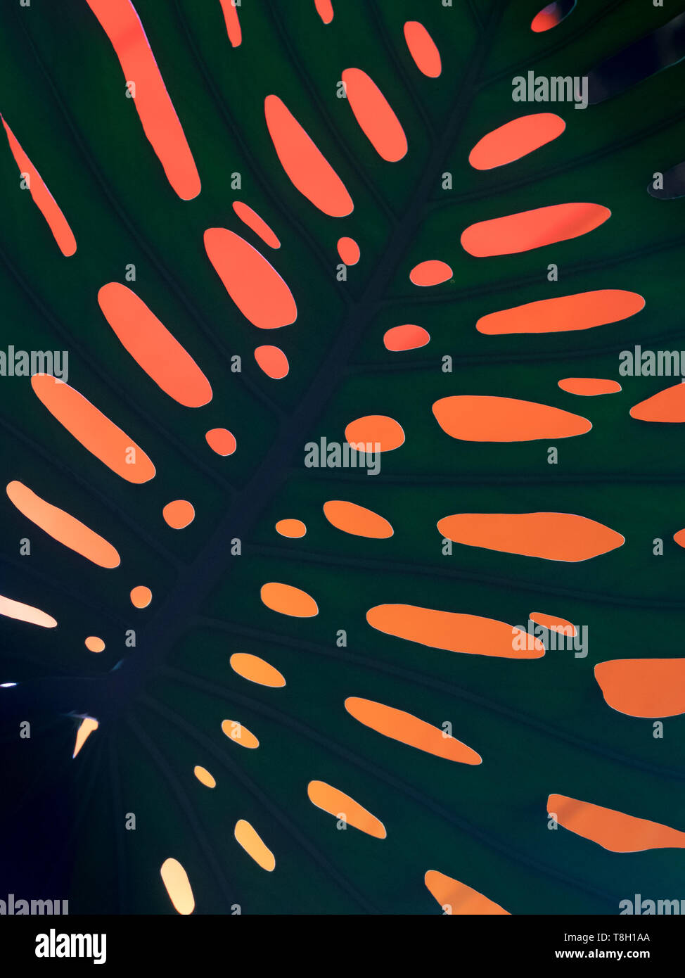 Rib Of Adam Plant High Resolution Stock Photography and Images - Alamy