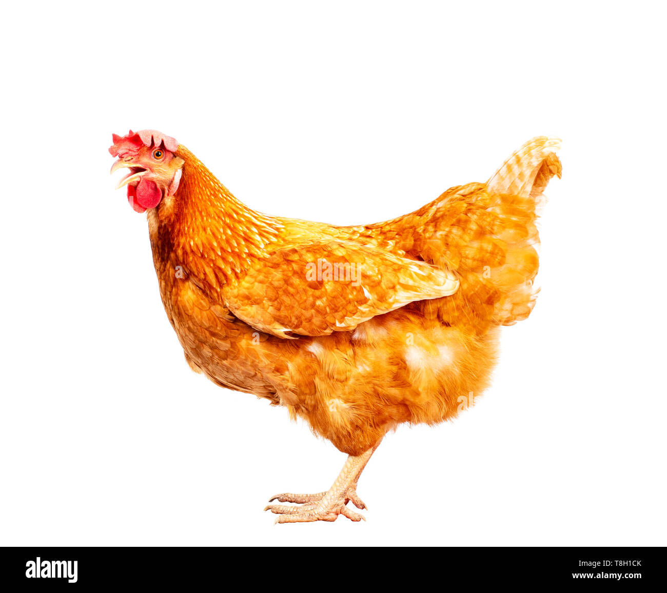 full body of brown chicken ,hen standing isolated white background use ...