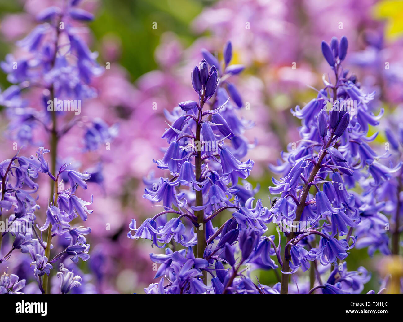Closeup of Pale Blue Spanish Bluebell Flowers in a Garden at Corbridge ...