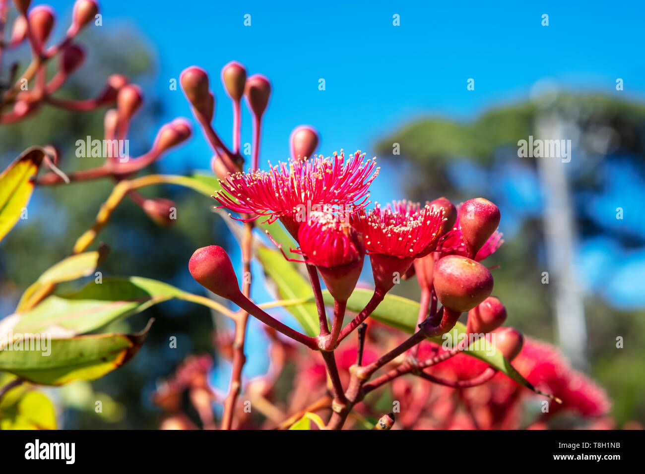 Pink flowers of Eucalyptus calophylla (Marri), native Australian ...