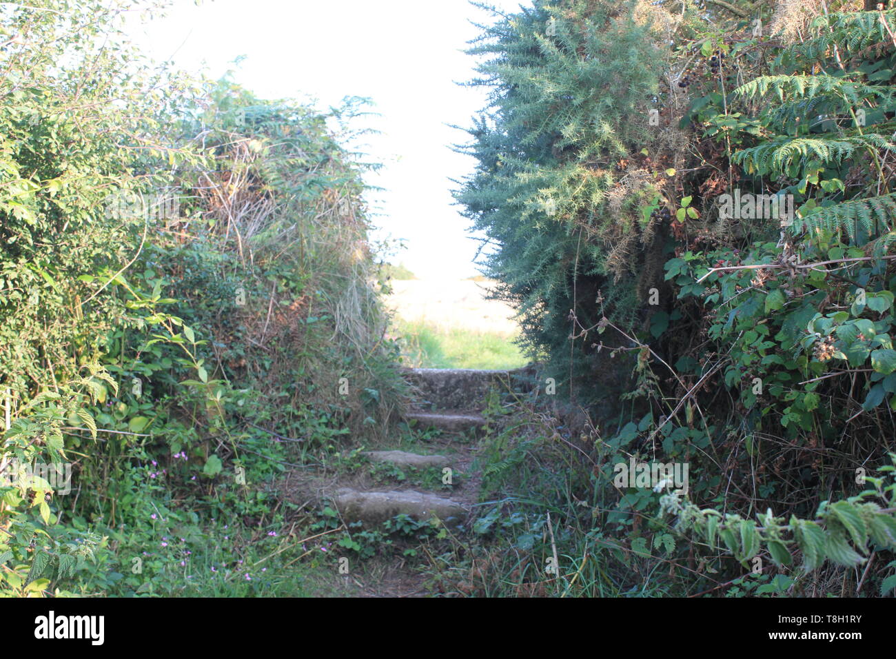 Hollow log woods nature rottiing hi-res stock photography and images ...