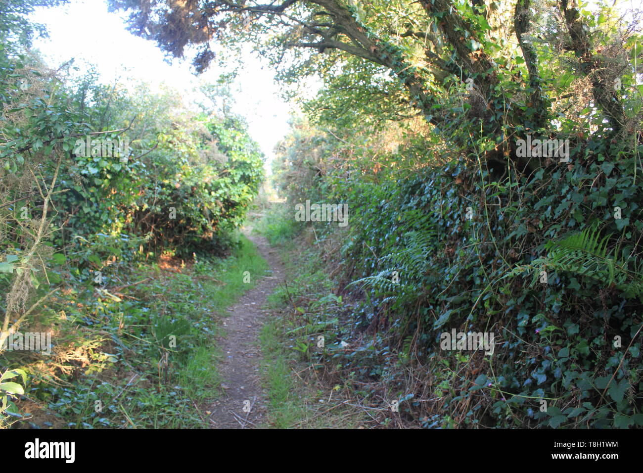 Path granite wall greenery wood sunshine wild flowers hi-res stock ...