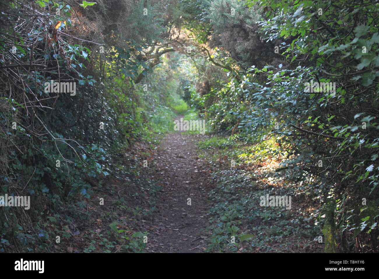 Hollow way path hi-res stock photography and images - Alamy
