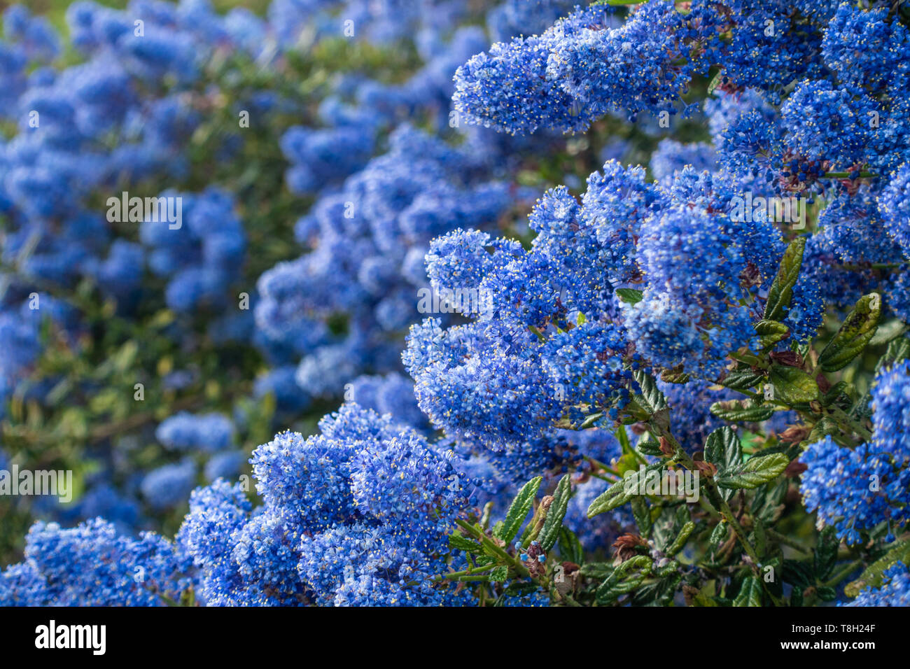 Ceanothus blue hi-res stock photography and images - Alamy