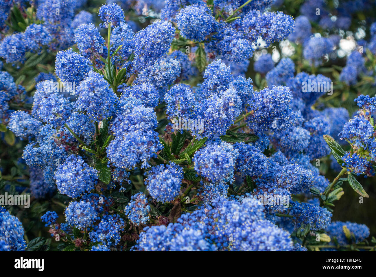 Ceanothus blue hi-res stock photography and images - Alamy