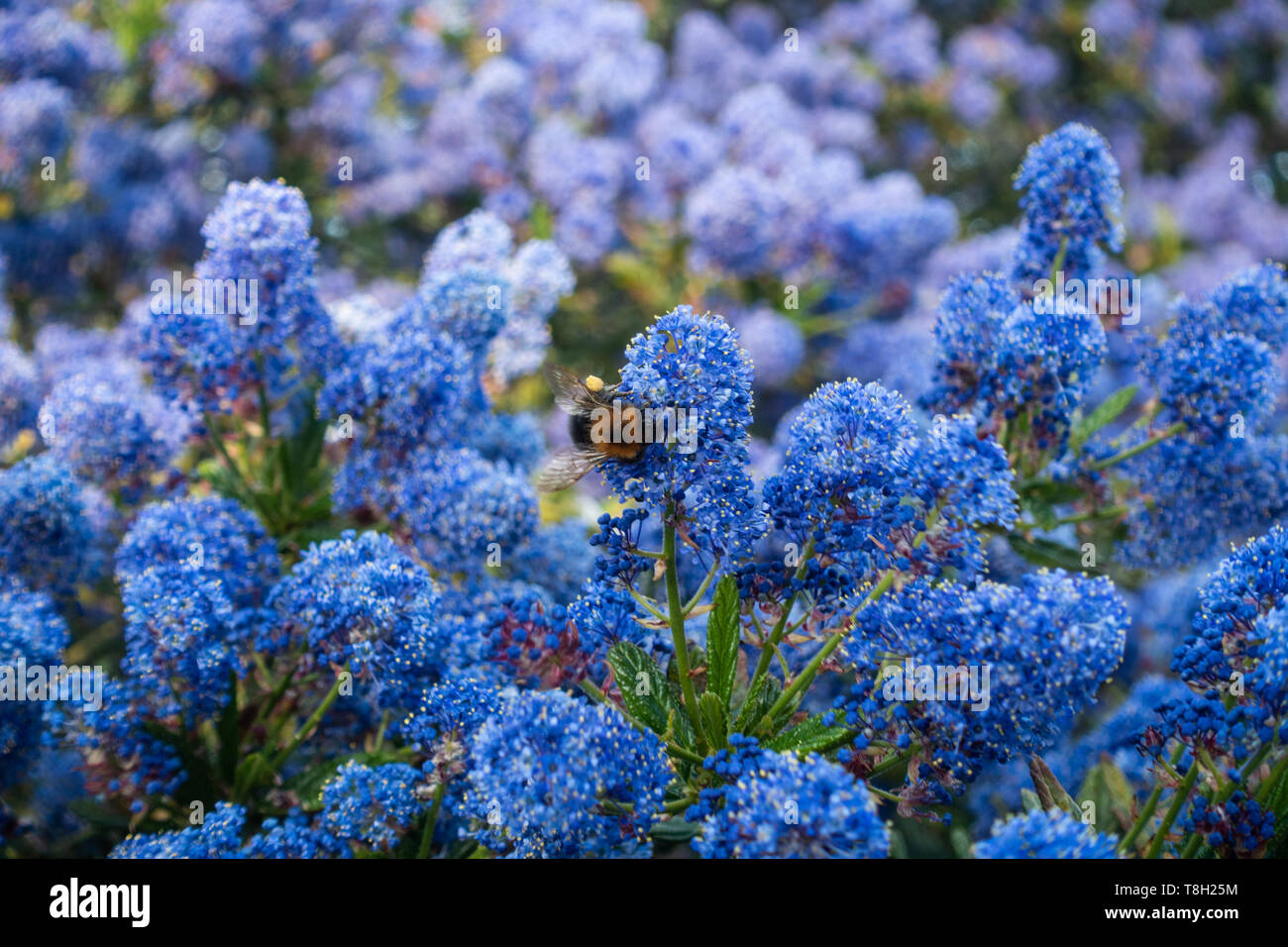 Ceanothus hi-res stock photography and images - Alamy