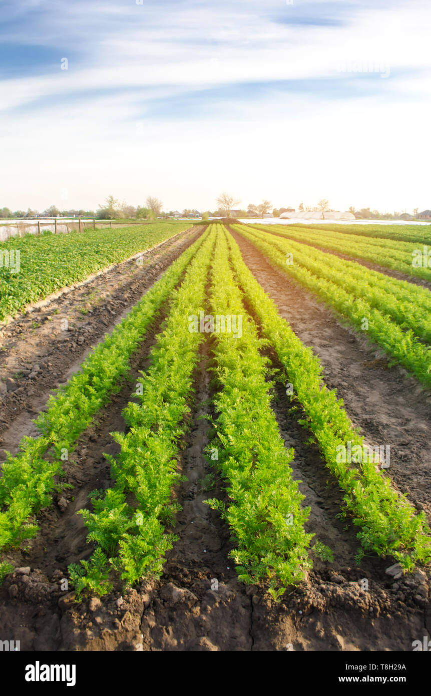 Vegetable rows of young carrots grow in the field. Growing farming ...