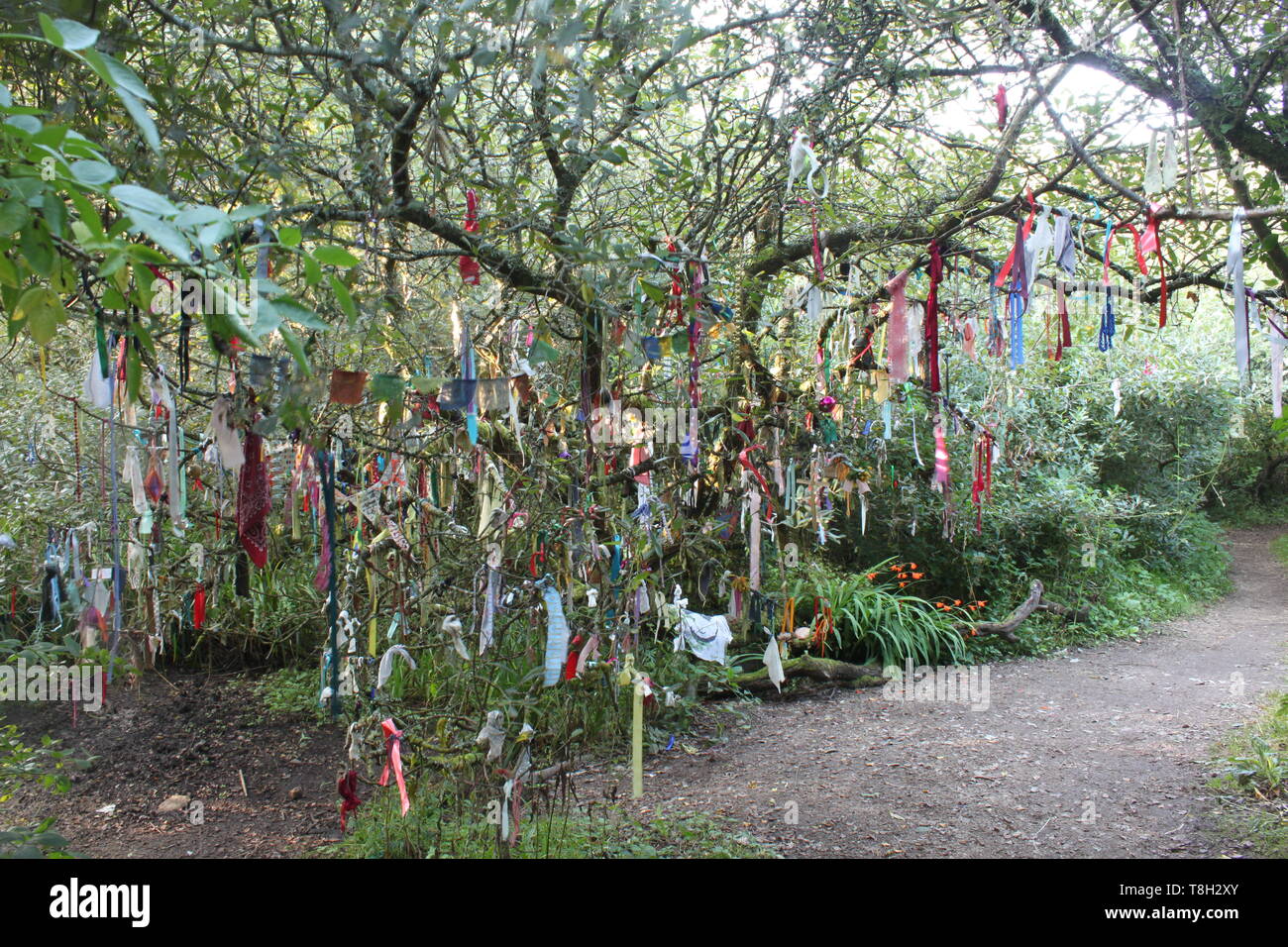 Clogdy tree hi-res stock photography and images - Alamy
