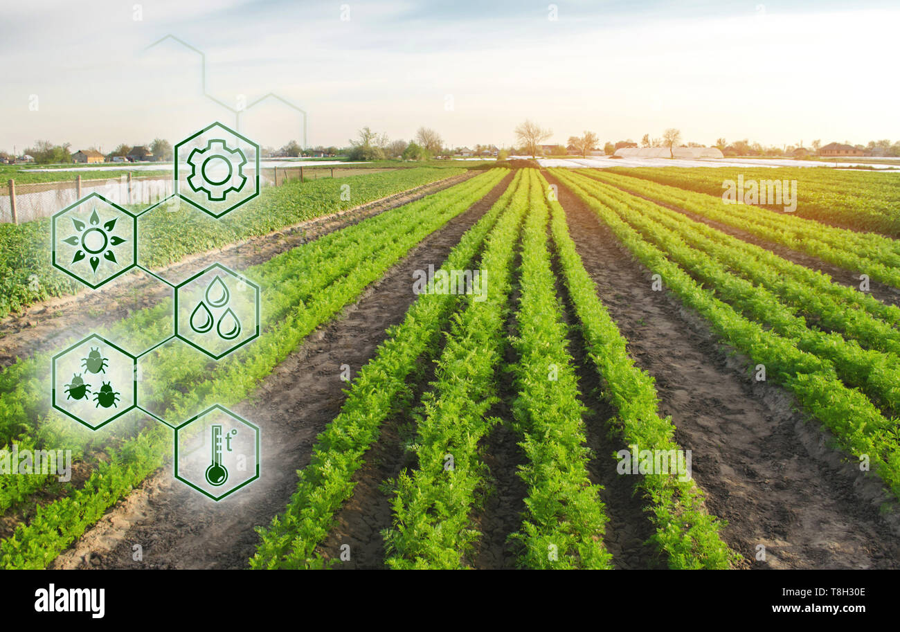 Carrot in the field. Scientific work and development of new methods and ...