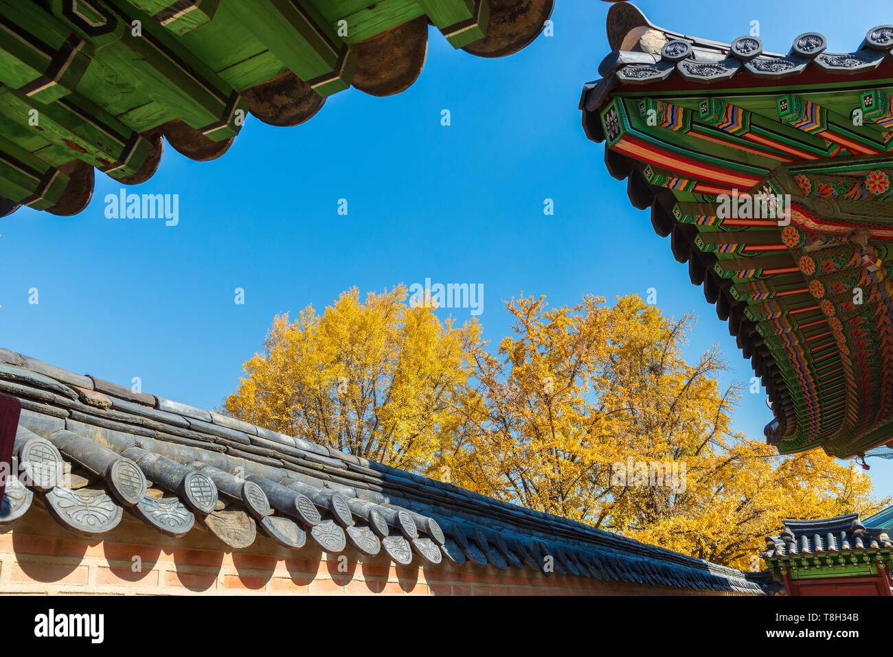 Detail of Traditional Korean Roof with yellow ginkgo tree in autumn ...