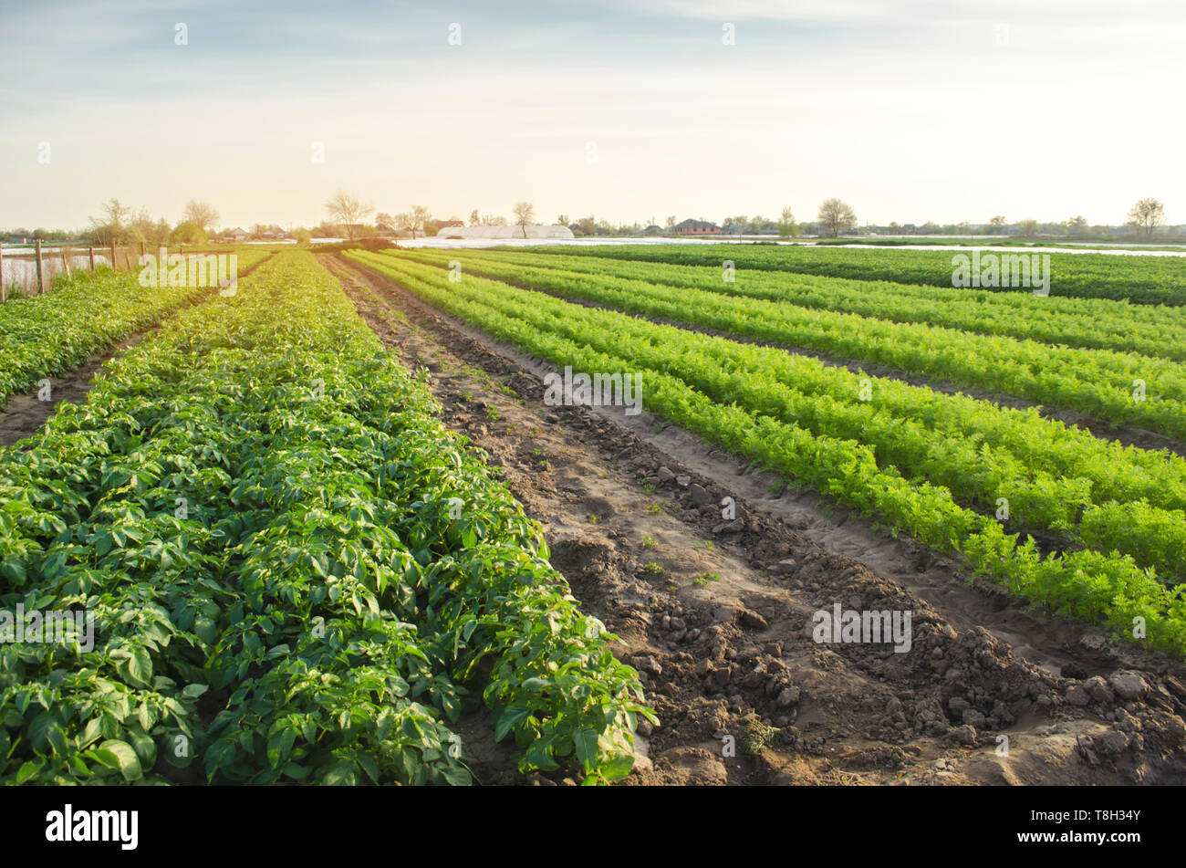 Agricultural landscape with vegetable plantations. Growing organic ...