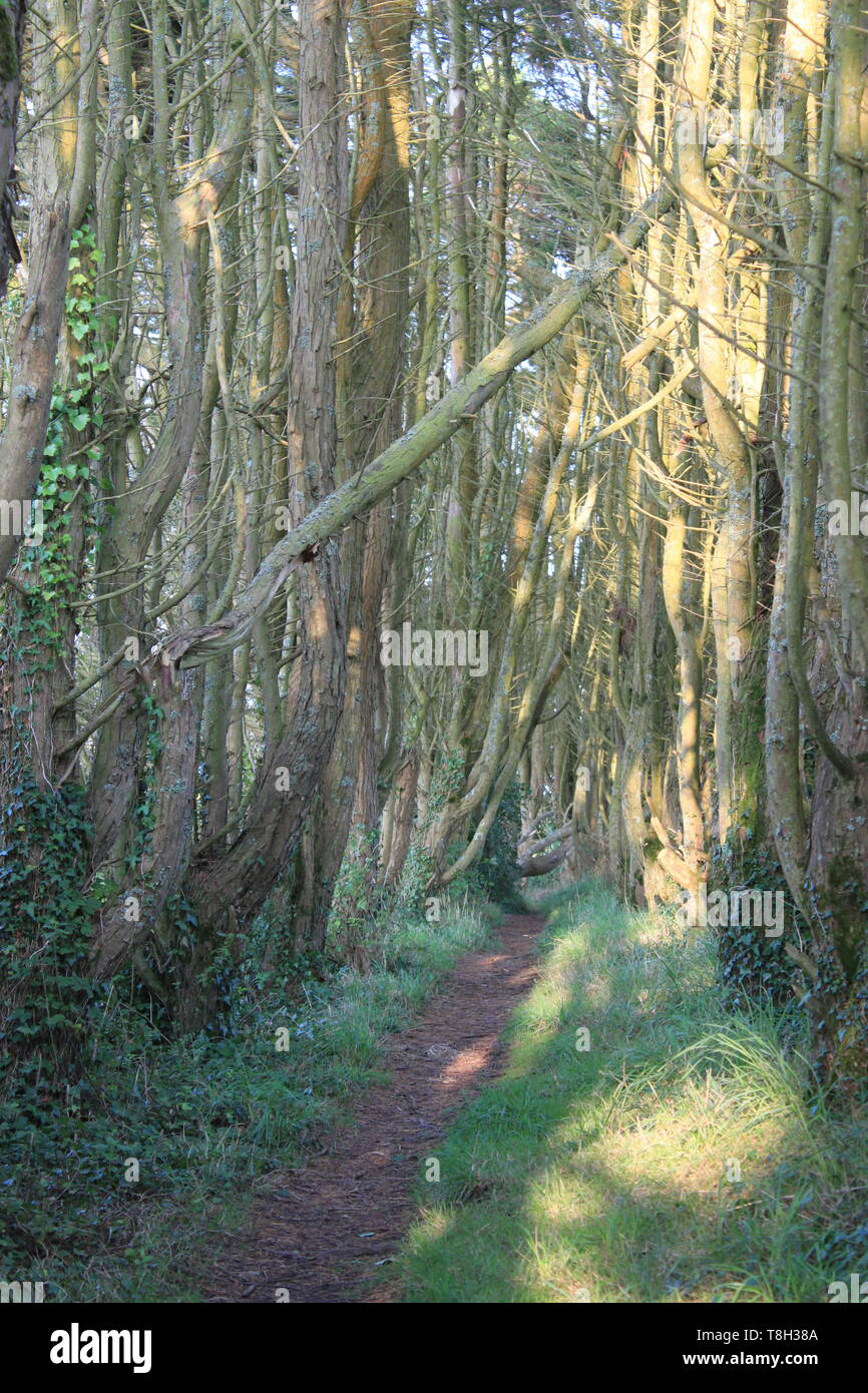 tree lined path lit by dappled sunshine Stock Photo - Alamy