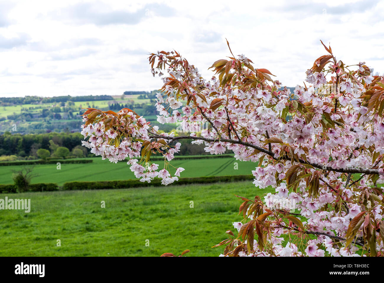 A Flowering Cherry Blossom Tree with Beautiful Pink Flowers in a Garden ...