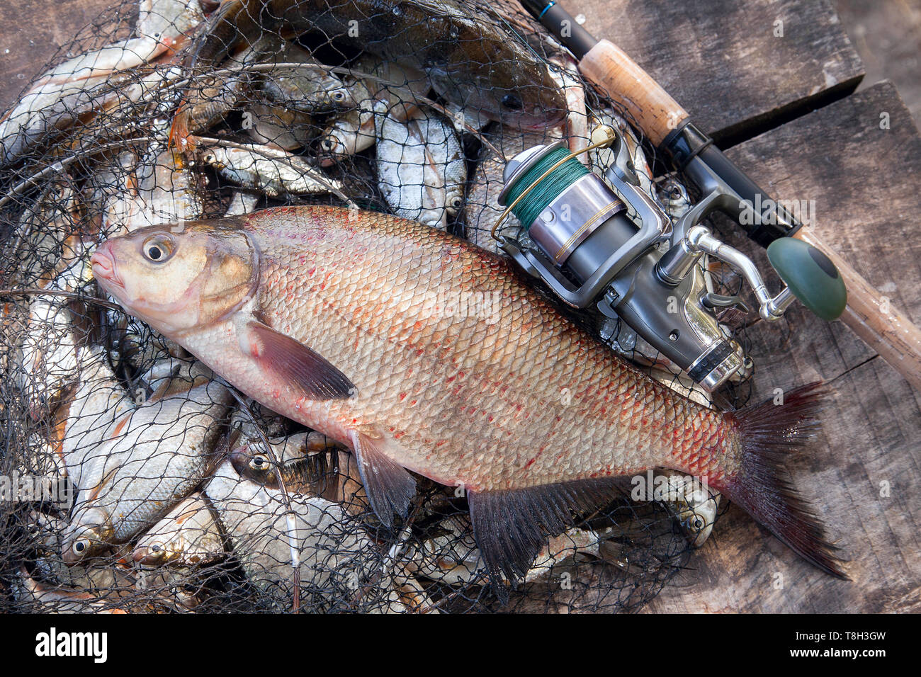 Good catch. Just taken from the water big freshwater common bream known ...