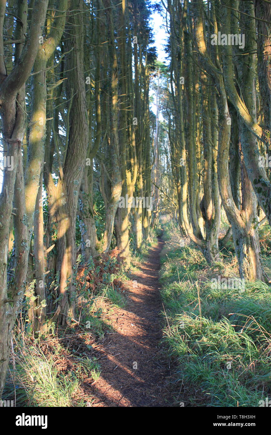 tree lined path lit by dappled sunshine Stock Photo - Alamy