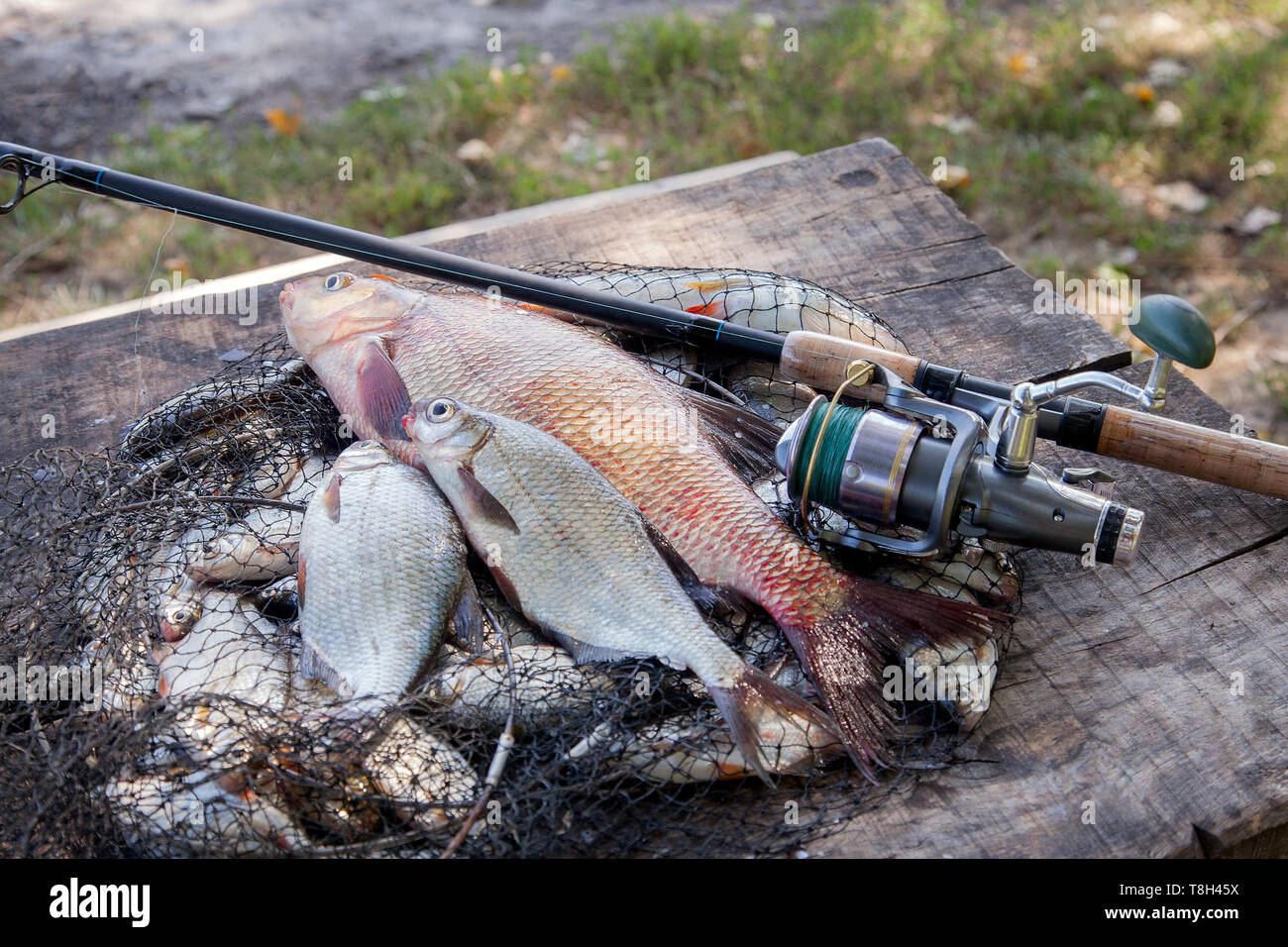 Fishing concept, trophy catch - big freshwater common bream known as ...