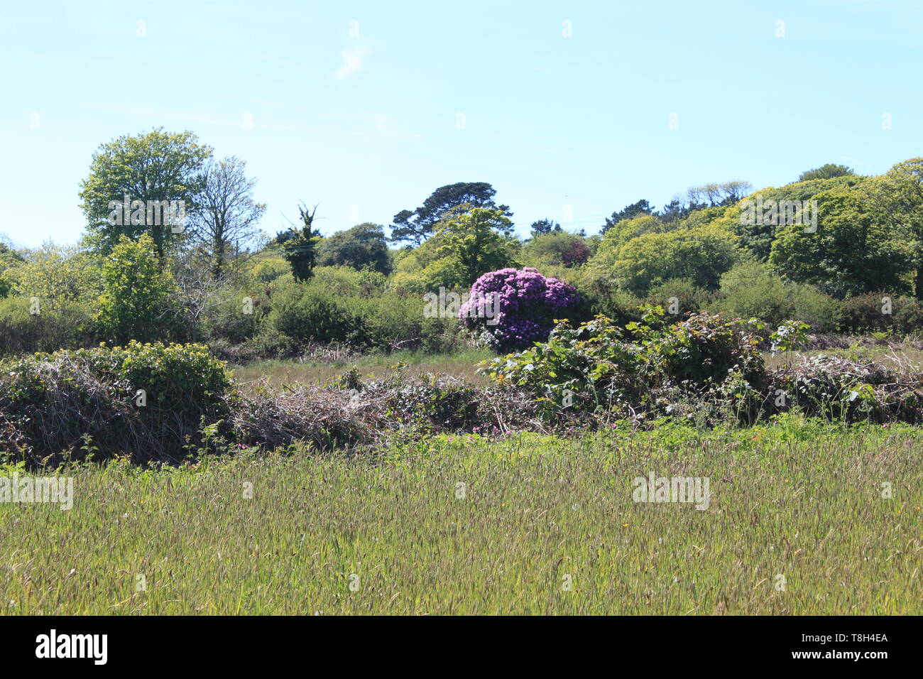 rural scene of fields on a sunny day in cornwall Stock Photo - Alamy