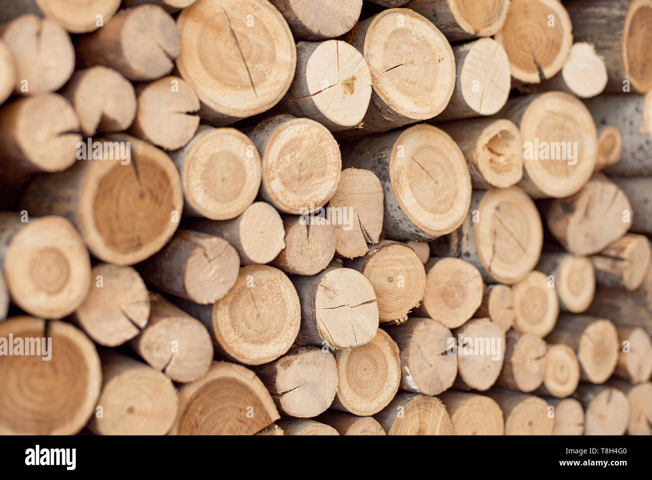 Logs of the tree are located on the wall Stock Photo - Alamy