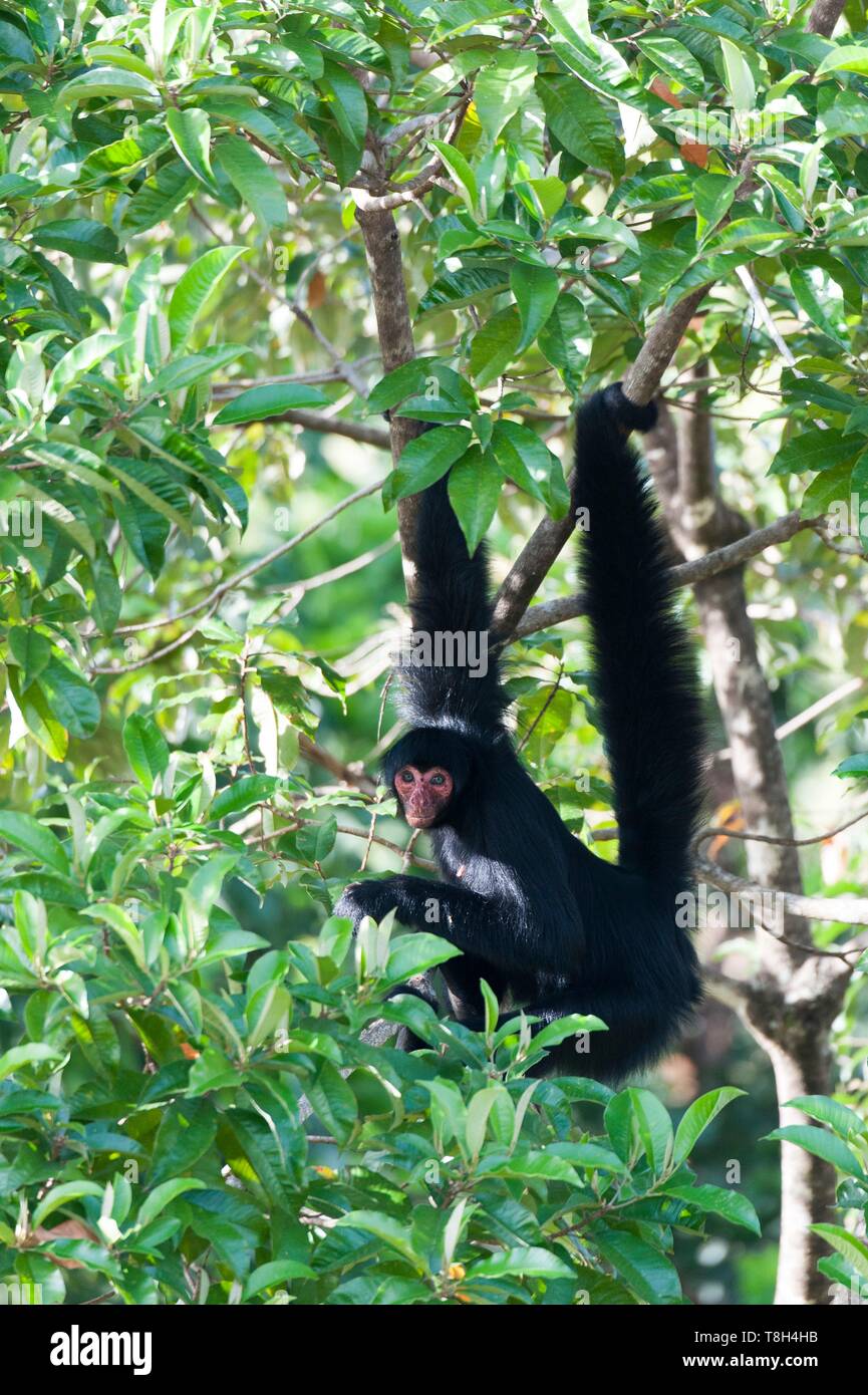 France, French Guiana, Cayenne, The Kaw Marsh Nature Reserve, red faced ...