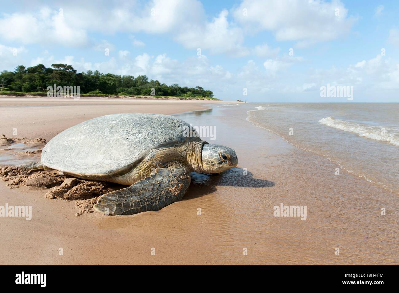 France, French Guiana, Natural Reserve of Amana, olive ridley sea ...
