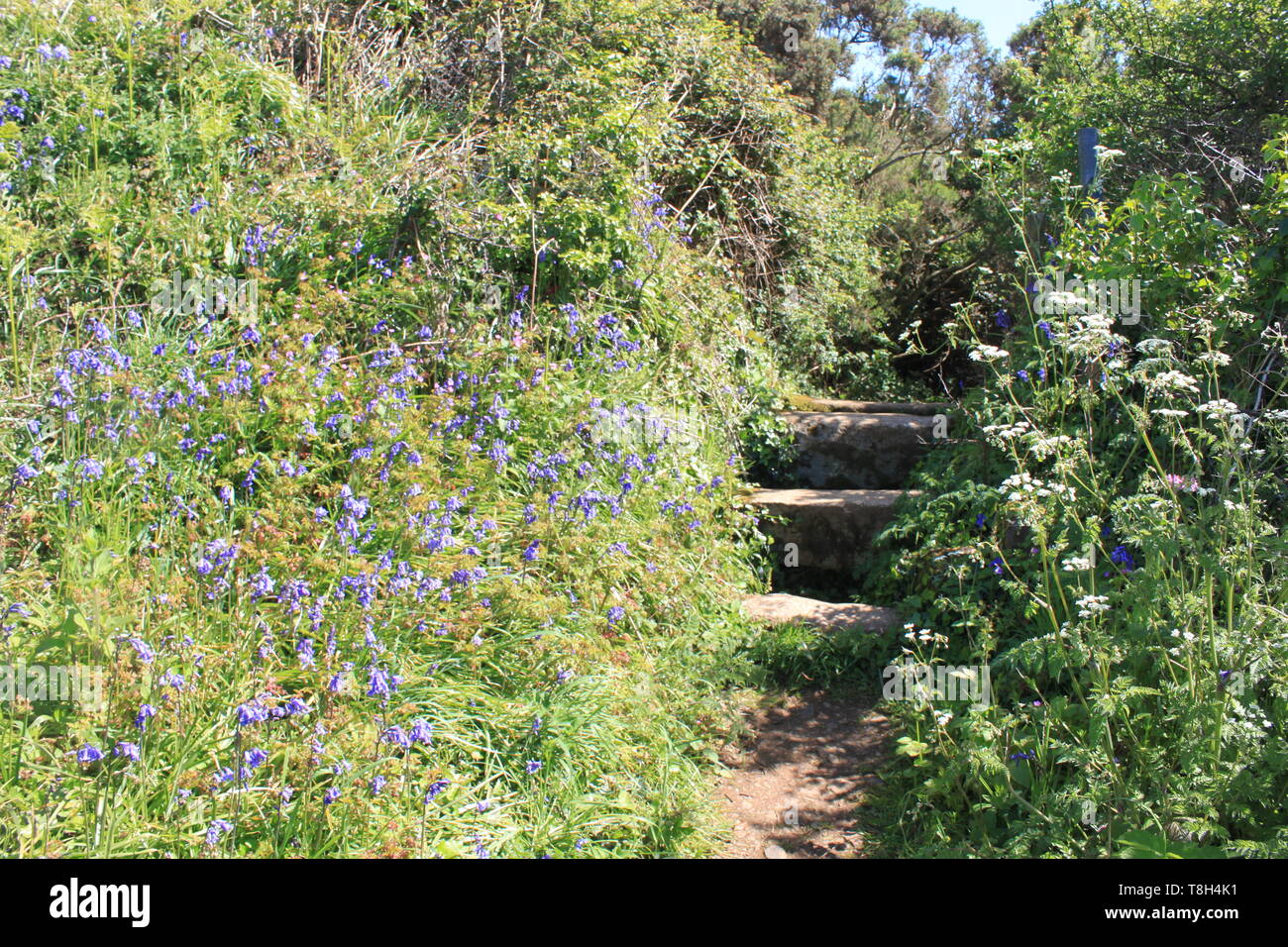 Path granite wall greenery wood sunshine wild flowers hi-res stock ...
