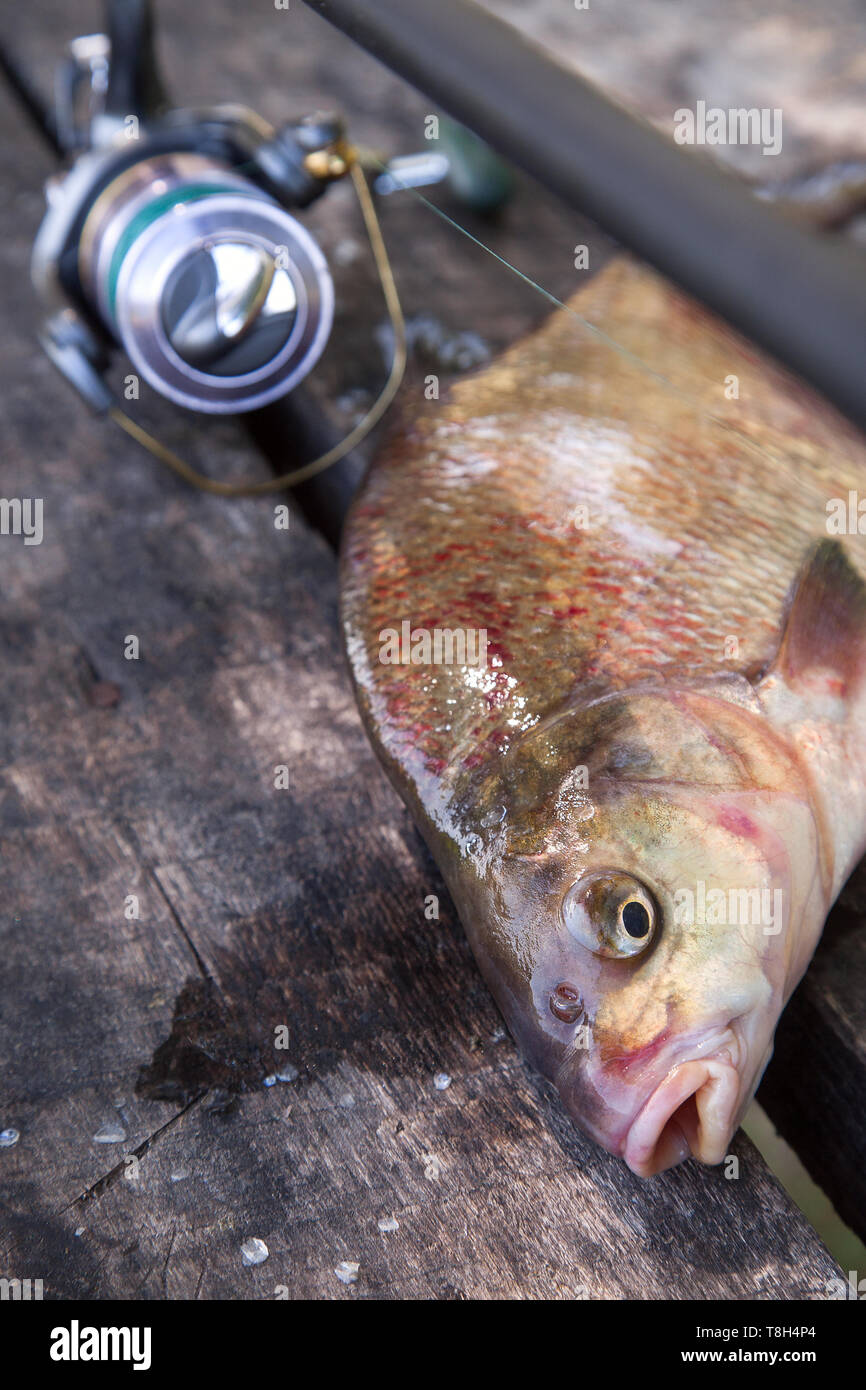 Fishing concept, trophy catch - close up view of just taken from the ...