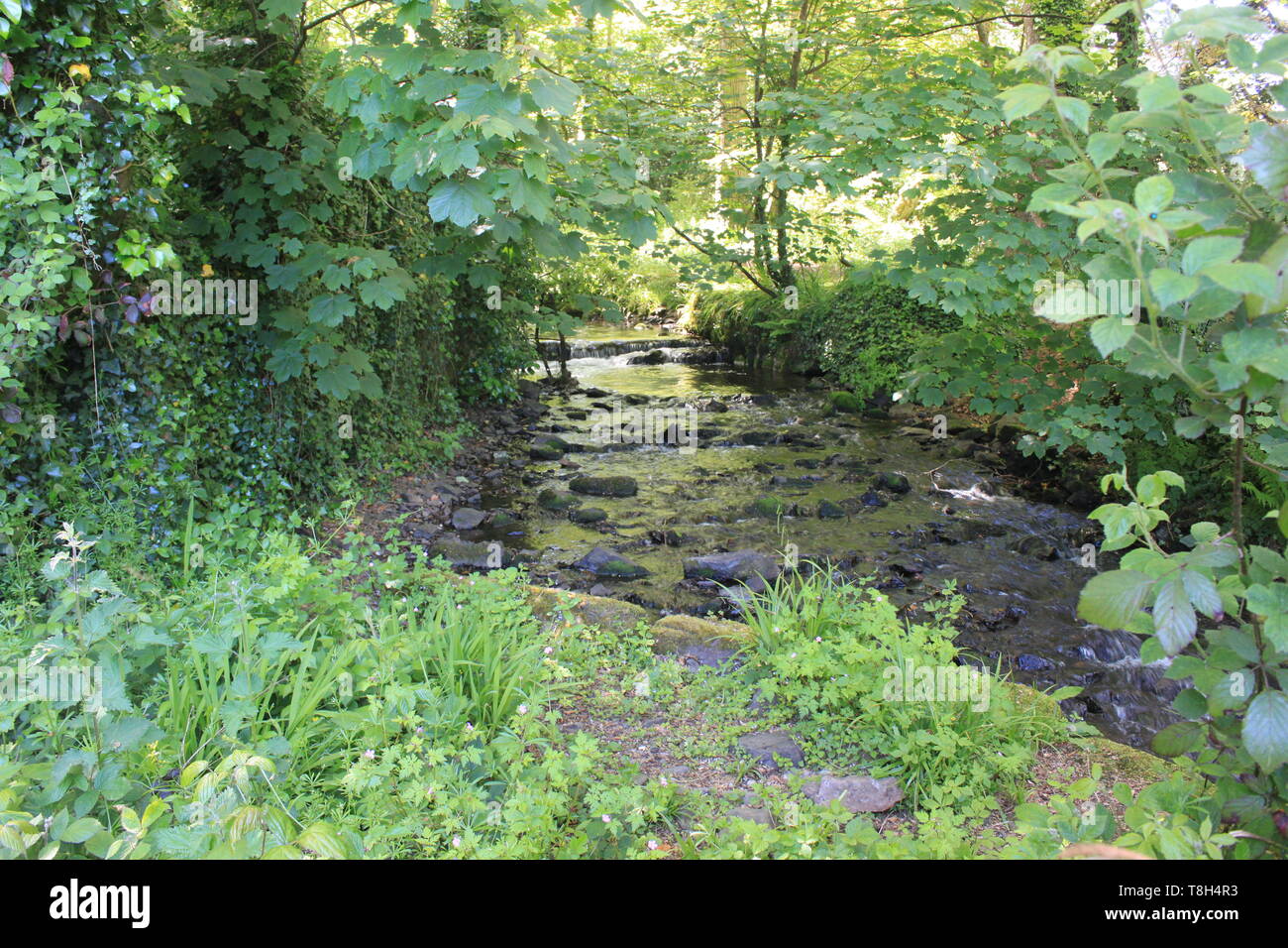 Summer woodland path earth track hi-res stock photography and images ...