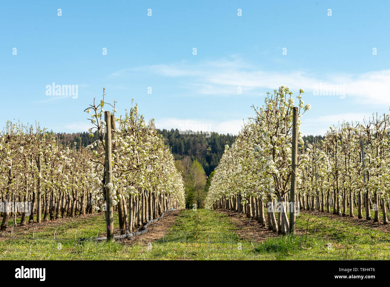 White blossoming apple orchard in spring. Germany, Europe. Beauty world ...