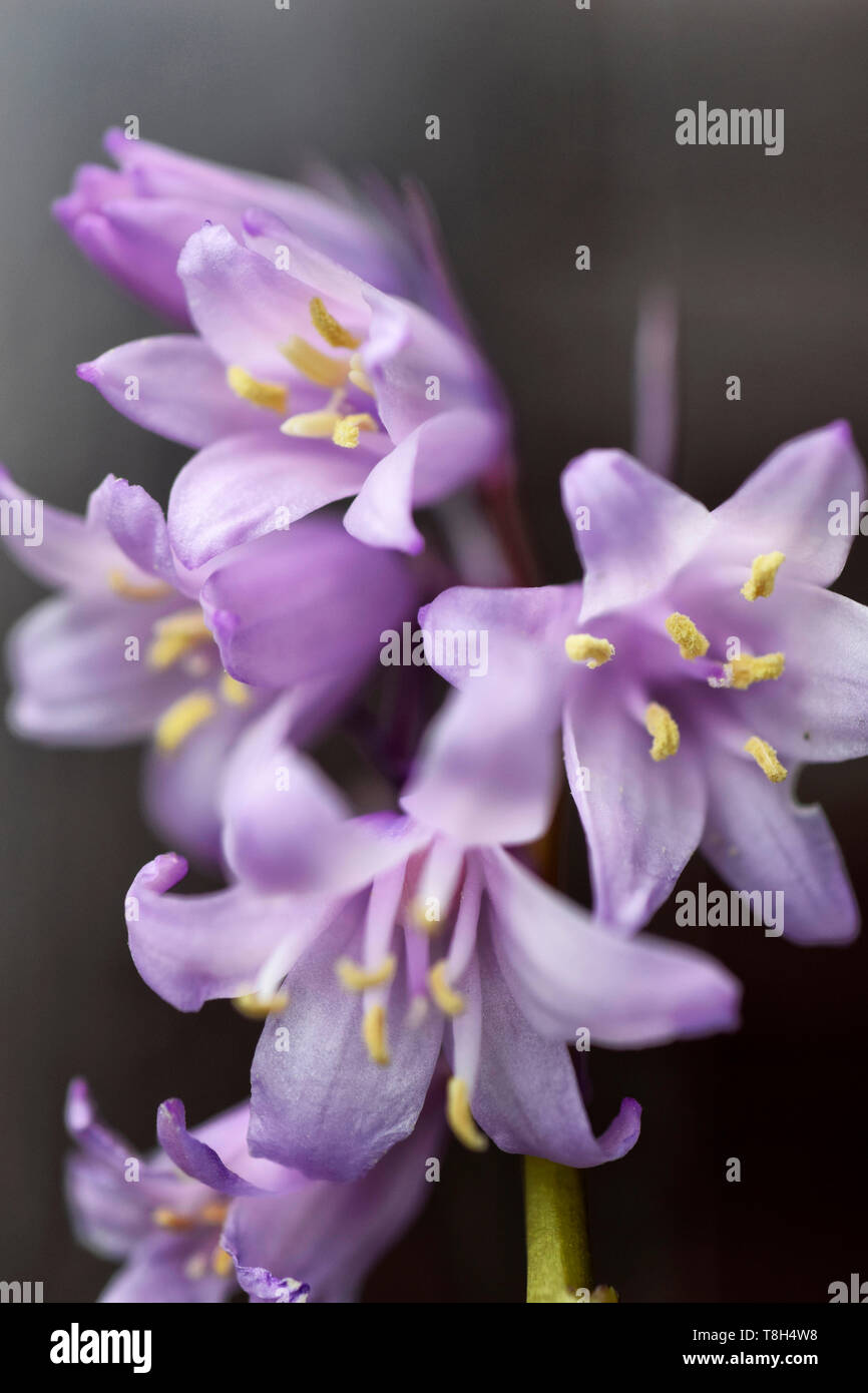 Hybrid bluebell common x spanish Invasive Stock Photo - Alamy