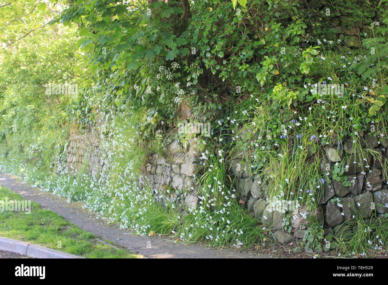 a footpath through woodland bordered by flowering hedges in summer ...