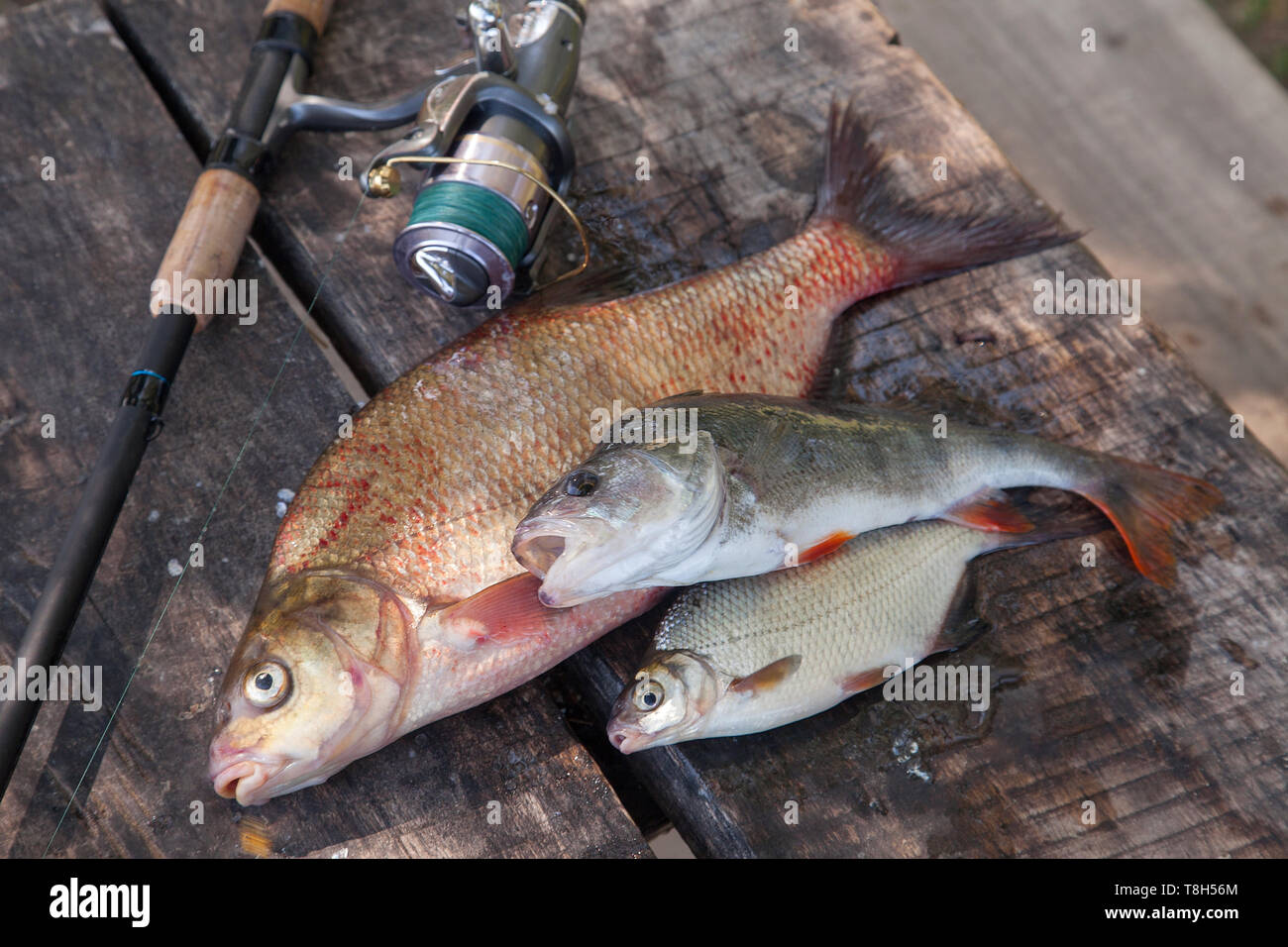 Good catch concept. Big freshwater common bream known as bronze bream ...