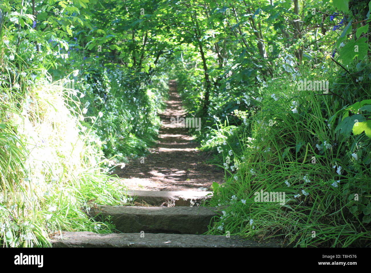 a footpath through woodland bordered by flowering hedges in summer ...